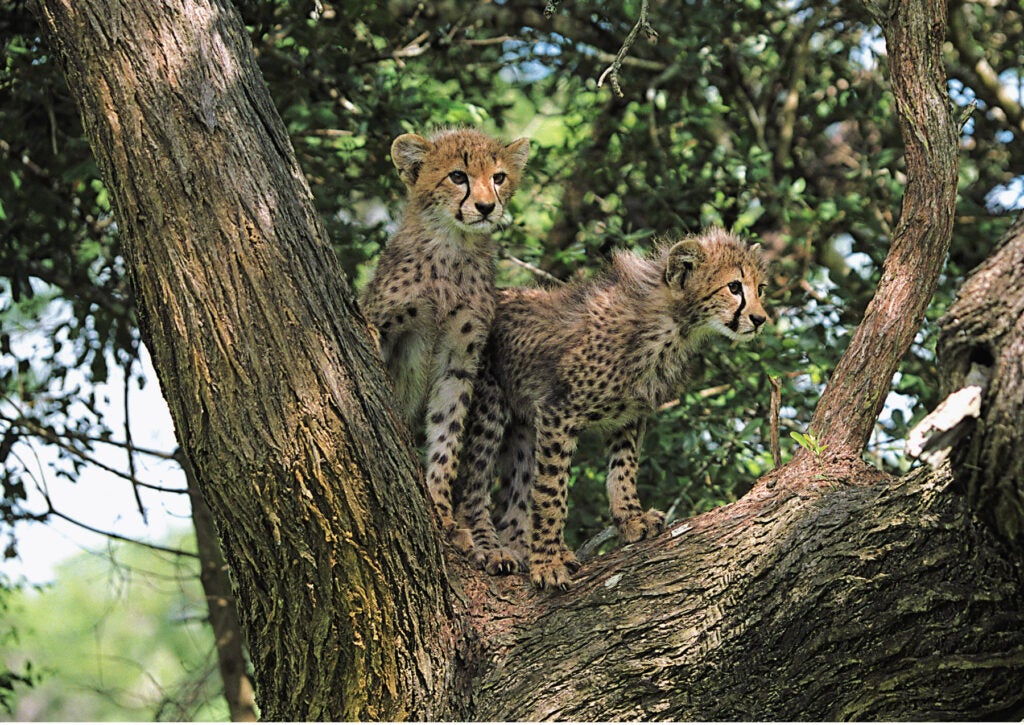 Animal Attraction - Harvard Law School | Harvard Law School