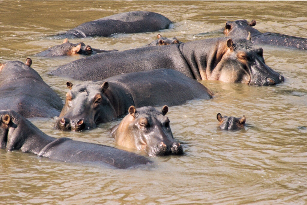 Animal Attraction - Harvard Law School | Harvard Law School