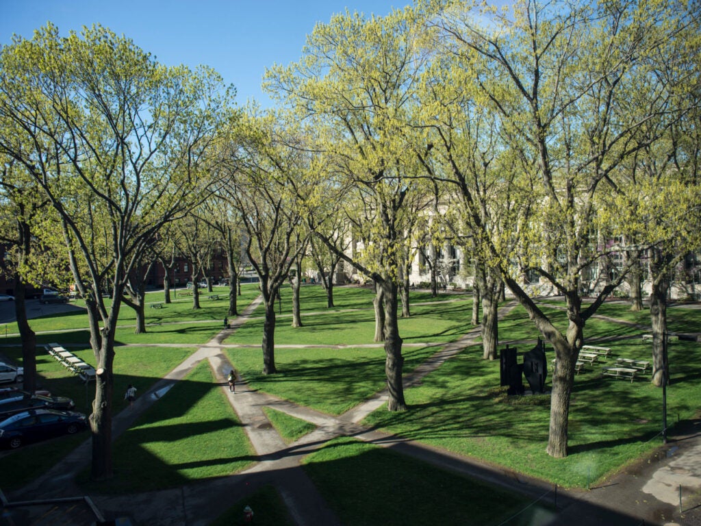 Spring on(to) Campus - Harvard Law School | Harvard Law School