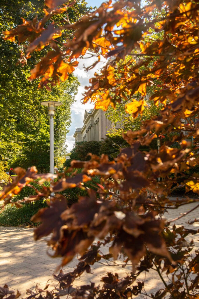 The details of autumn - Harvard Law School | Harvard Law School