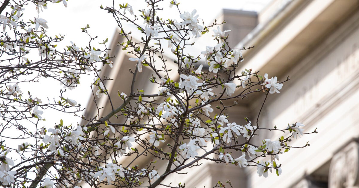 Spring on(to) Campus - Harvard Law School | Harvard Law School