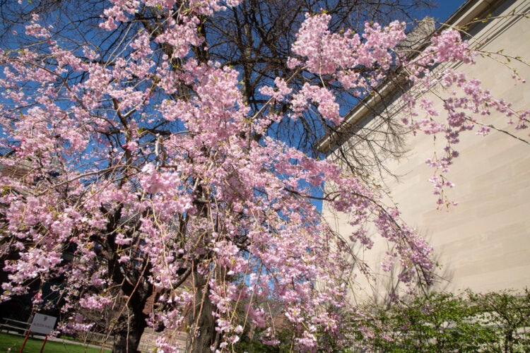 In Memoriam: Summer 2019 - Harvard Law School | Harvard Law School