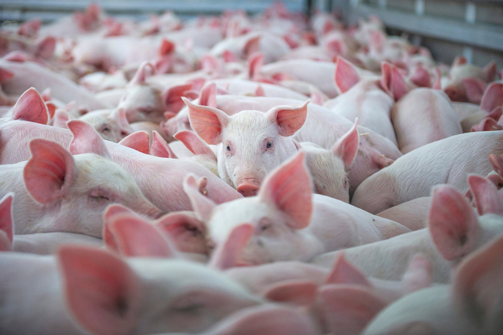 All Creatures Great and Small - Harvard Law School | Harvard Law School