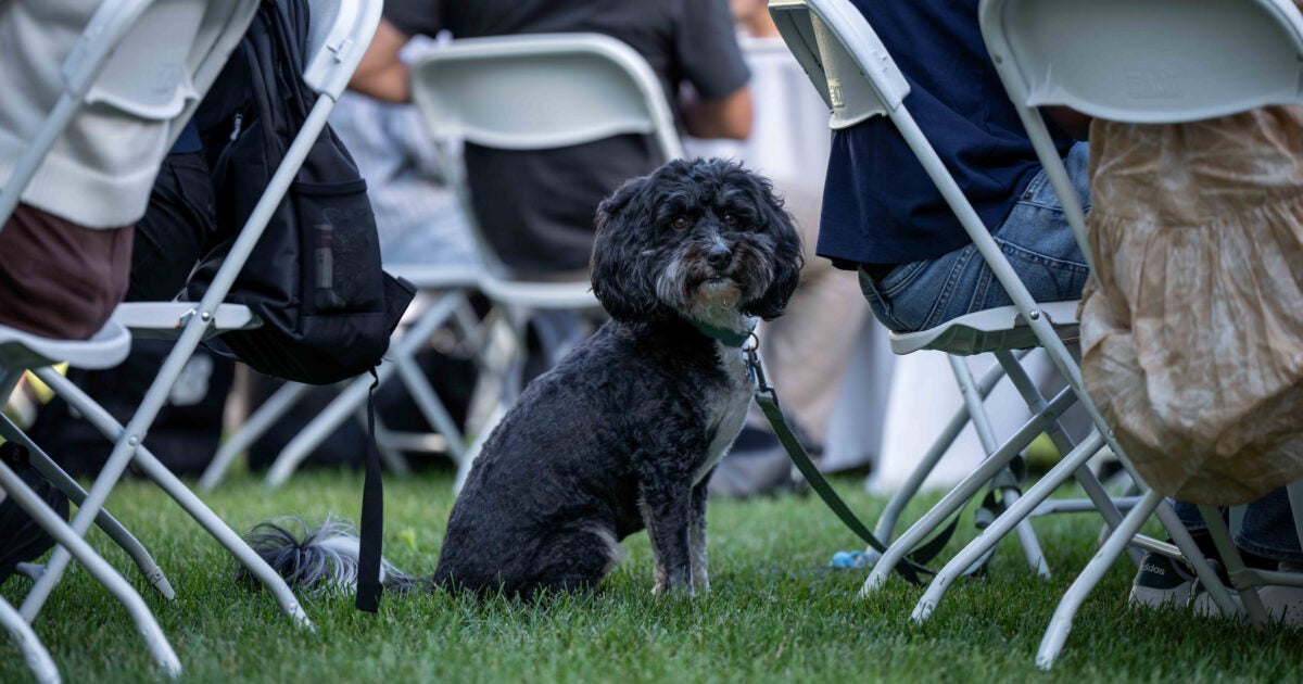 Harvard Law School Orientation 2025 - Harvard Law School | Harvard Law ...